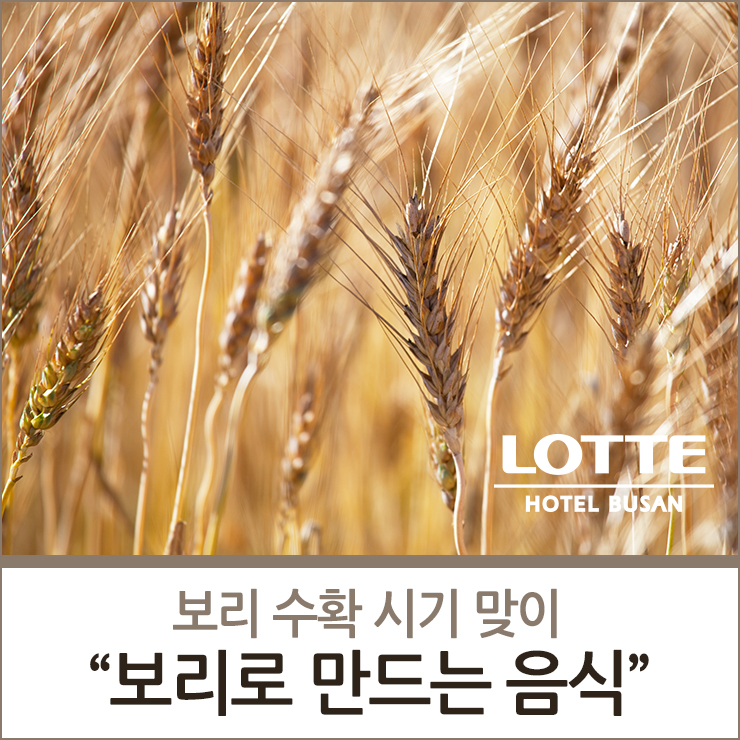 보리 수확 시기 맞이 보리로 만든 음식 소개 네이버 블로그