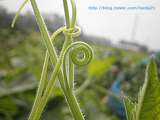 ♣ 호박 호박꽃호박 암꽃 수꽃 호박 덩굴손 ♣ 네이버 블로그