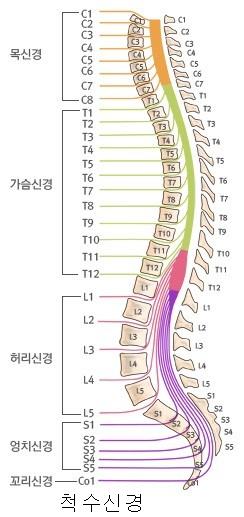 기시점•복장갈비머리•오훼돌기부리돌기•척수신경•흉부척수신경가슴신경흉신경•앞뿔전각•뒤뿔후각 네이버 블로그