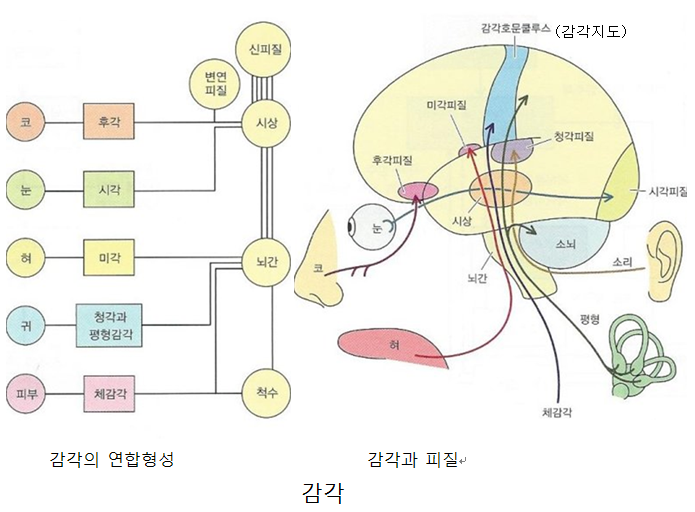 대뇌피질대뇌겉질•이랑•고랑•무의지증의지결여증•전전두엽피질•변연계둘레계통대뇌변연계•파페츠회로•편도핵복합체편도체•감각의 연합