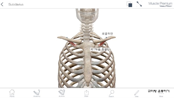 해부학 천흉근superficial Thoracis 대흉근 소흉근 쇄골하근 전거근 네이버 블로그