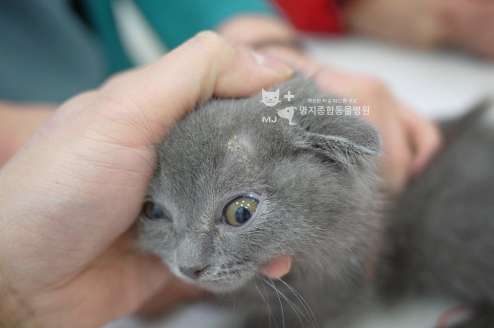 고양이 곰팡이성 피부병 고양이 링웜 고양이피부사상균증 진균성피부염 네이버 블로그
