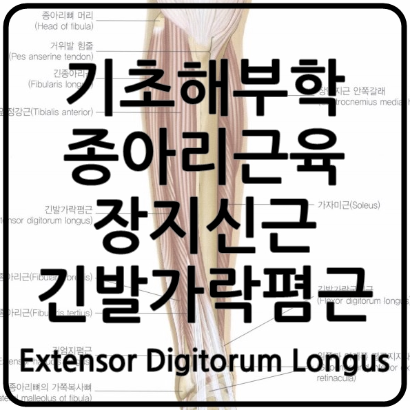장지신근 긴발가락폄근 Extensor Digitorum Longus 근육의 작용 네이버 블로그