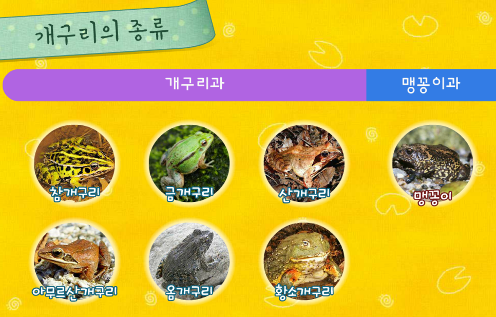 어린이 자연관찰 올챙이 성장과정과 개구리의 특징에 대해 알아보자영상 네이버 블로그