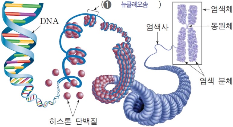 2017 고3 6월 모의고사 생명과학 I 중요문제 풀이 네이버 블로그