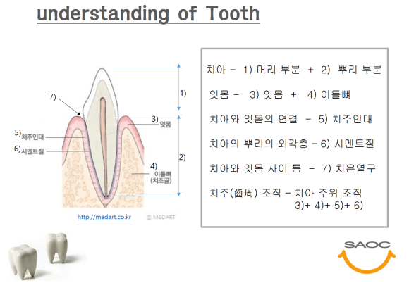 부모 치아 관리 치과의사가 말하는 치주질환 치태 치석 그리고 세균 정확히 알고 대비하자 네이버 블로그