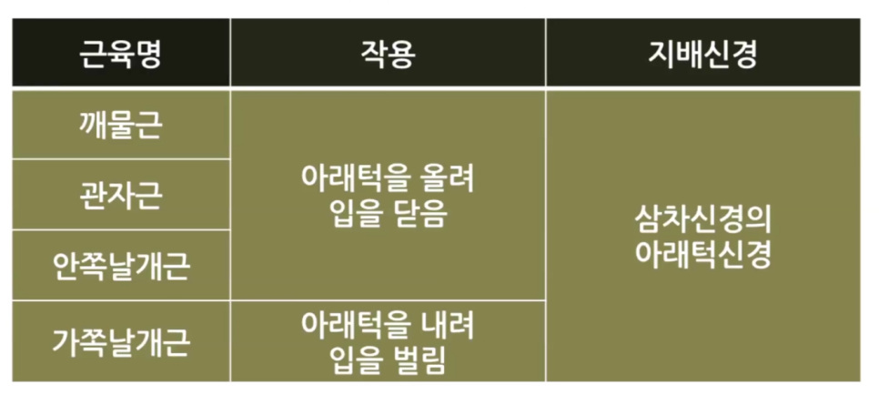 인체해부학 얼굴근육 표정근육저작근육 쉽게 파헤치기 네이버 블로그
