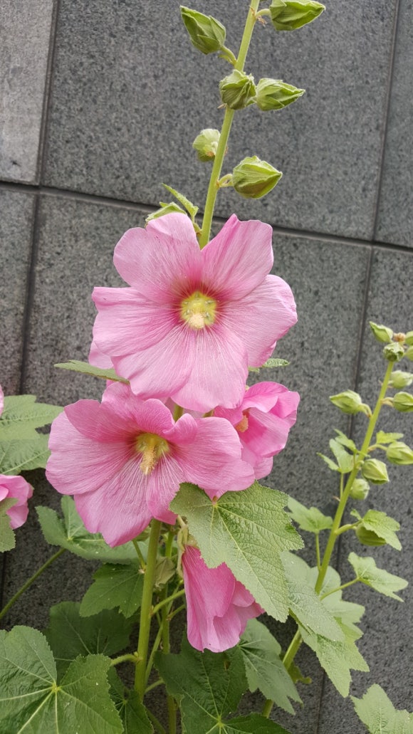 접시꽃 꽃말 무궁화 닮은 꽃 여름에 피는 꽃무궁화 꽃과 씨앗히비스커스 꽃 네이버 블로그
