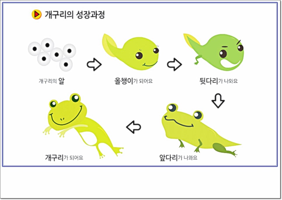 개구리와 나비의 성장과정 네이버 블로그