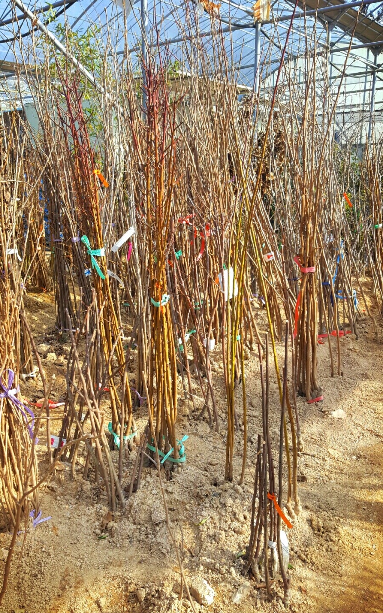 석대화훼단지 장수식물원 유실수 묘목 성목 입고 판매 네이버 블로그