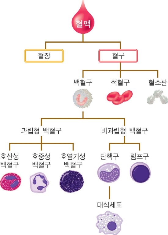 등촌역 헬스 백혈구의 종류와 기능 네이버 블로그