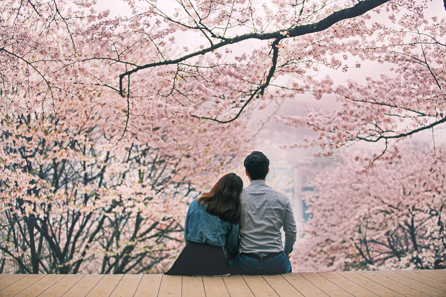 서울 데이트 벚꽃명소 안산벚꽃길 데이트스냅 네이버 블로그