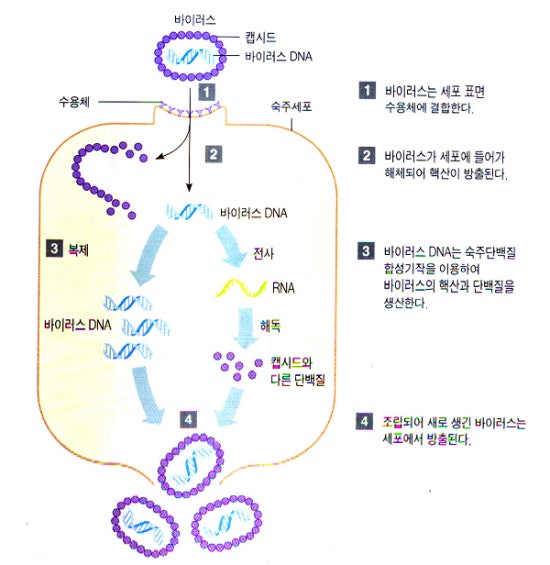 바이러스의 복제 네이버 블로그