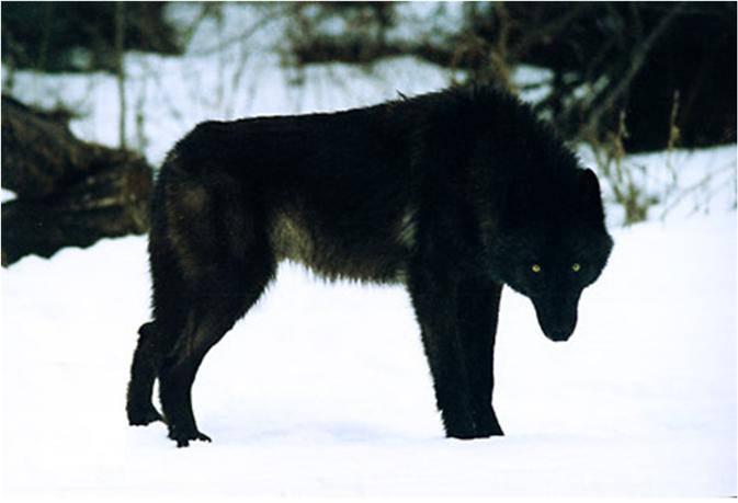 플로리다 검은 늑대(Florida Black wolf) : 네이버 블로그