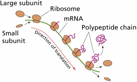 Polysome 이란? : 네이버 블로그