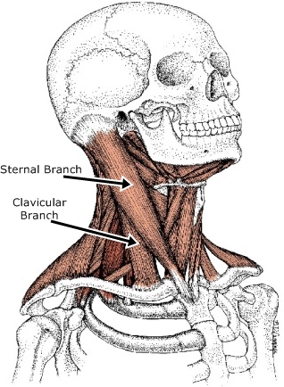 해부학, 쇄골(Clavicle)과 목, 설골(hyoid bone) : 네이버 블로그