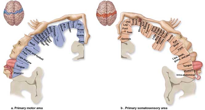 호문쿨루스 - Homunculus, 뇌 난쟁이 : 네이버 블로그