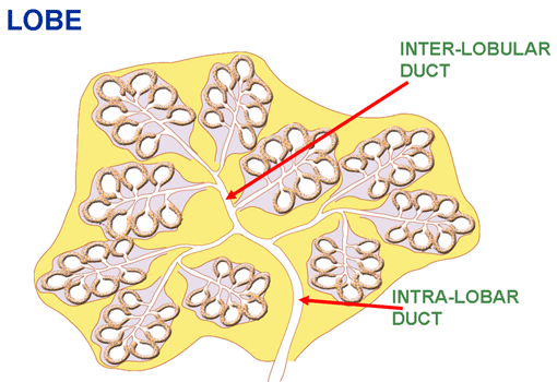 [조직학 이야기] 샘상피 및 분비물 : 네이버 블로그