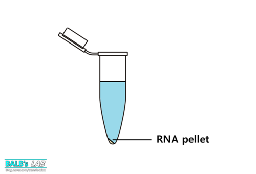 [15.07.22] RNA Isolation (TRIzol Reagent) : 네이버 블로그