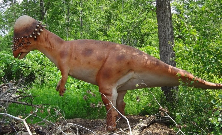 박치기 공룡 파키케팔로사우루스[Head butt dinosaur Pachycephalosaurus] : 네이버 블로그