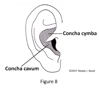 인간 귀(귓바퀴) : 네이버 블로그