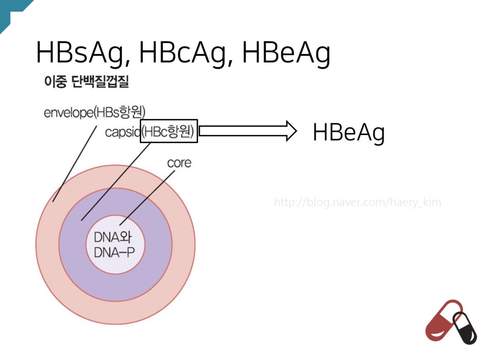 B형간염 항원 HBsAg HBeAg항체 HBsAb HBsAb의 의미 : 네이버 블로그
