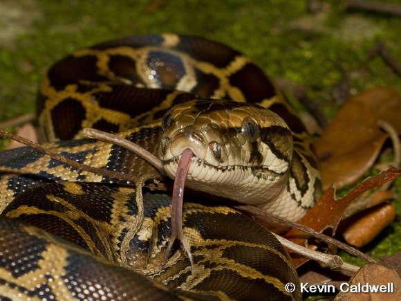 버미즈파이톤(Burmese Python)[Python bivittatus] : 네이버 블로그