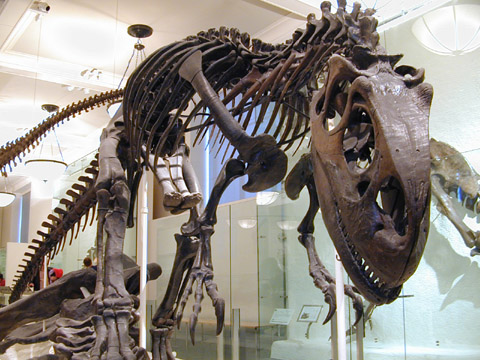 알로사우루스(Allosaurus)의 종명(Spiciesname) : 네이버 블로그